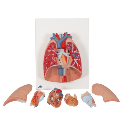 3B Scientific Lung Model with Larynx | Health and Care